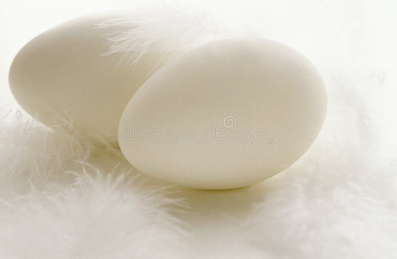 Zwei Eier und Federn stockfoto. Bild von zusammengehörigkeit - 50478598