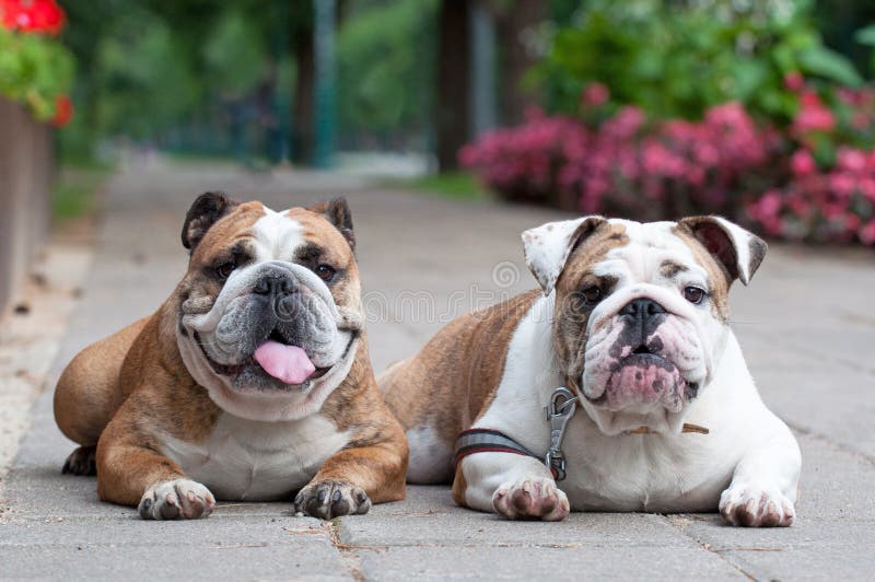 Zwei Englische Bulldoggen Oder Britische Bulldoggen Im Park Stockfoto ...