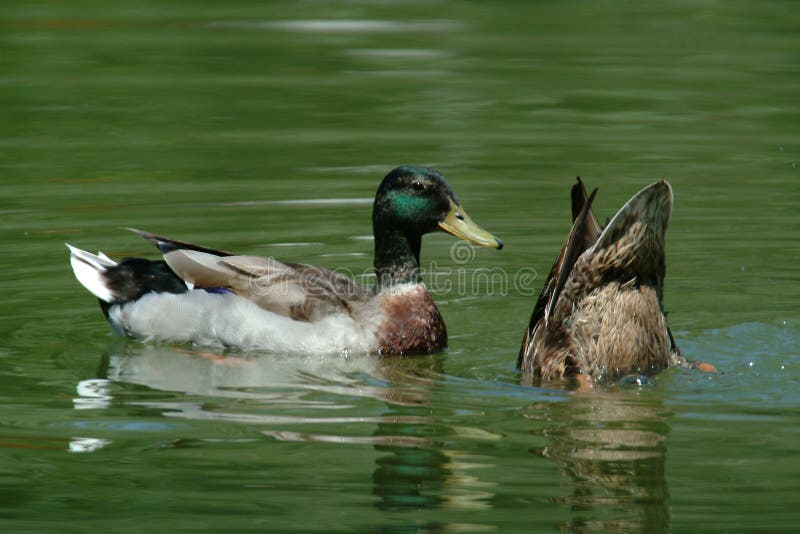 Zwei Enten stockbild. Bild von nave, wildnis, wasser, abdeckung - 305999