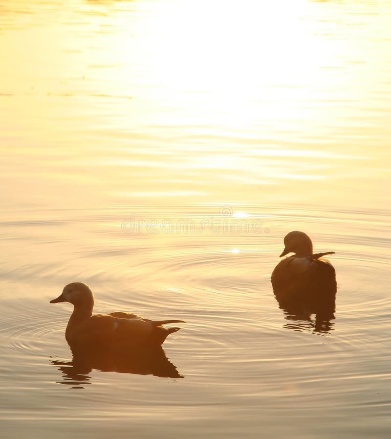 Zwei Enten stockfoto. Bild von ente, gelb, vögel, teich - 3906286