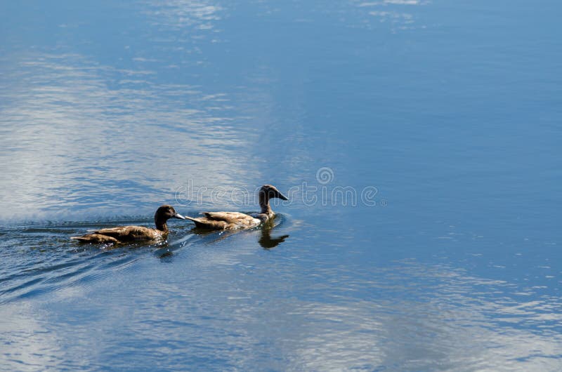 Zwei Enten auf Wasser stockfoto. Bild von wild, stockente - 58305486