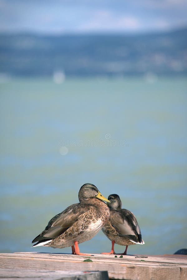 Zwei Enten bei Plattensee stockfoto. Bild von zwei, balatons - 43608430