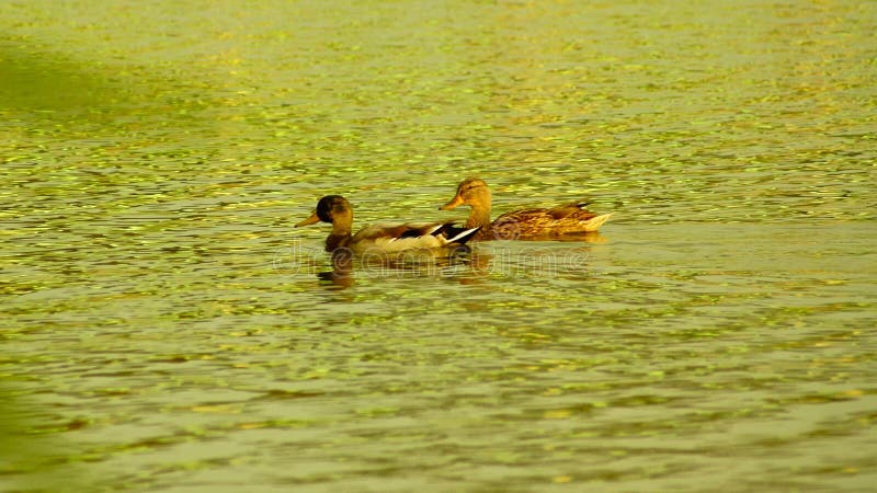 Zwei Enten, Die Im Herbstsee Baden Stockfoto - Bild von grün, enten ...