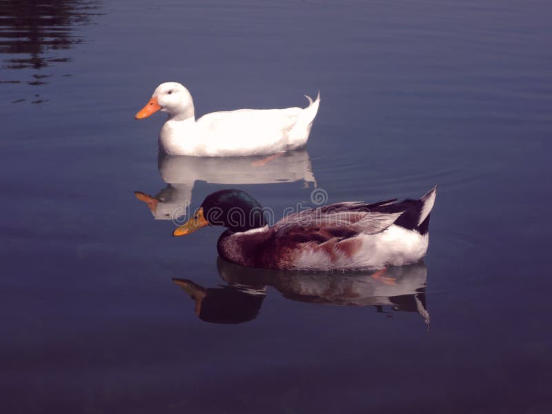 Zwei Enten im See stockbild. Bild von tiere, blau, vogel - 123001821