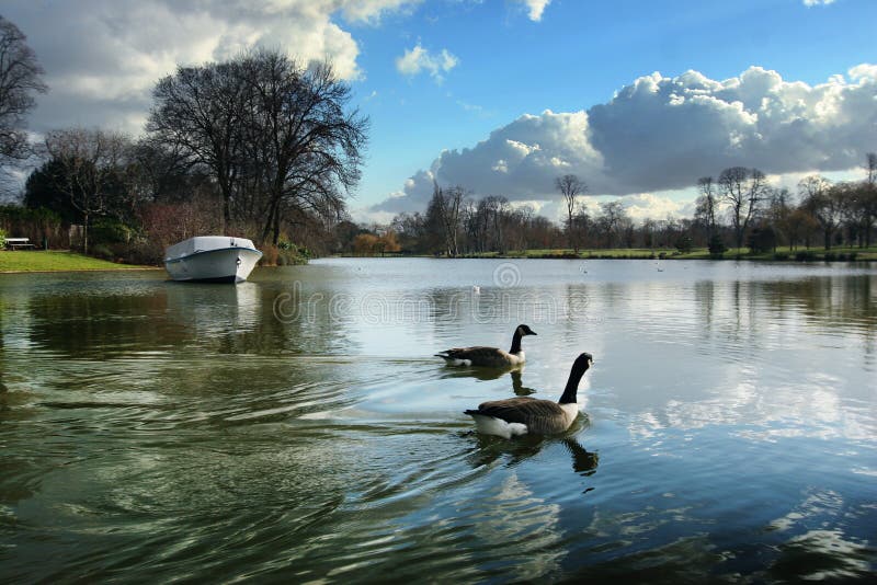 Zwei Enten im See stockbild. Bild von schwimmen, bauernhof - 4282819
