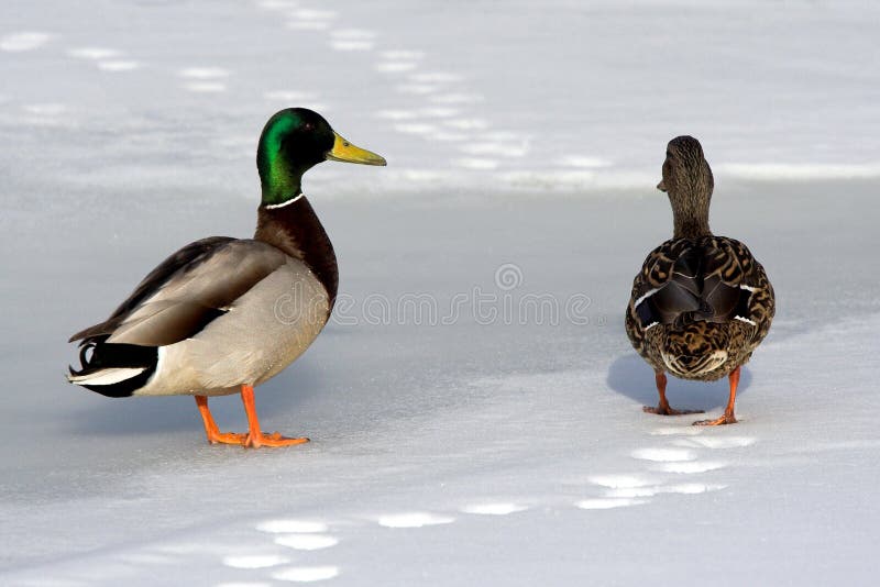 Zwei Enten im Winter stockbild. Bild von bewegen, abdrücke - 2835601