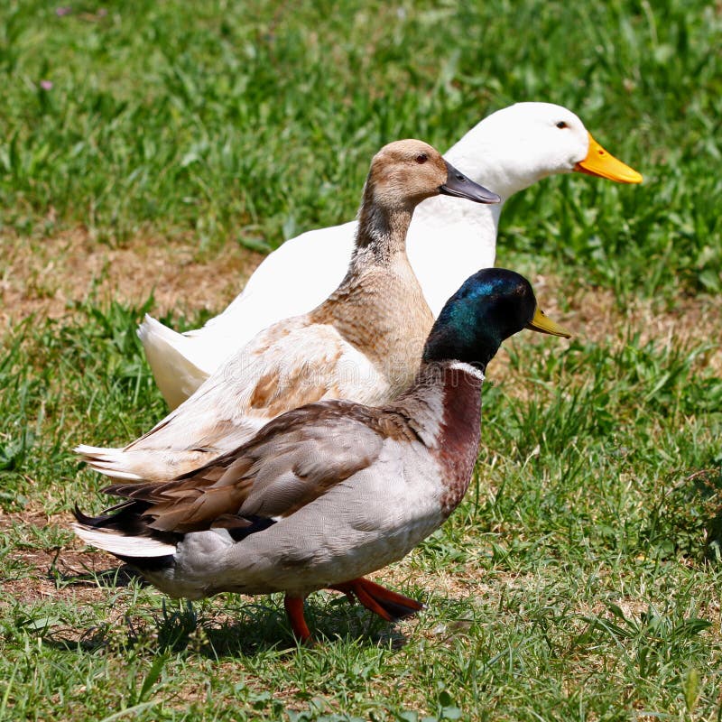 Zwei Enten und eine Gans stockfoto. Bild von familie - 20264702