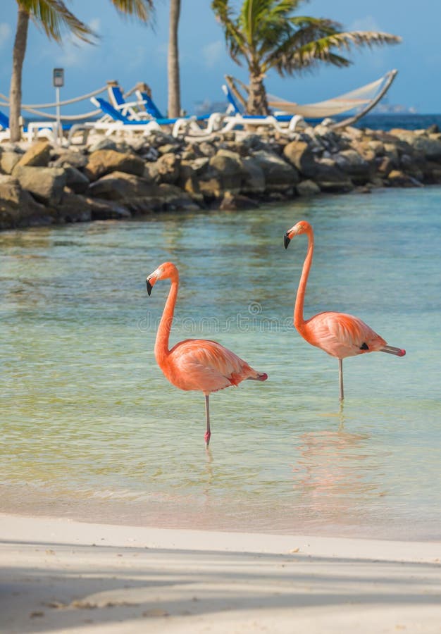 Zwei Flamingos Auf Dem Strand Stockfoto - Bild von tier, strand: 69963674