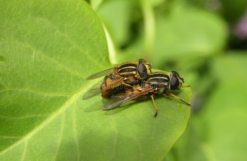 Zwei Fliegen stockfoto. Bild von liebe, makro, klein - 99744332