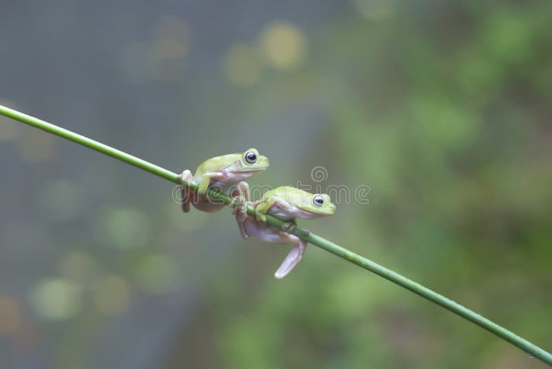 Zwei Frosch, Tier, stockfoto. Bild von blau, pummelig - 84098626
