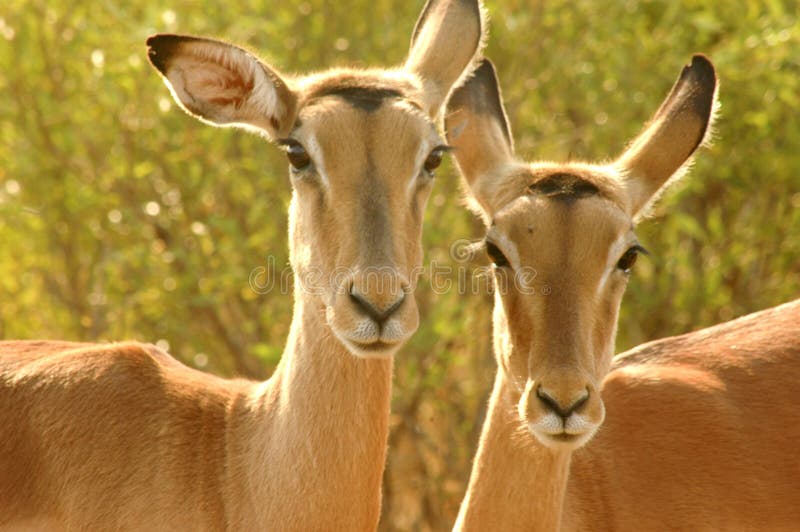 Zwei Gazellen stockbild. Bild von köpfe, pflanzenfresser - 5328105