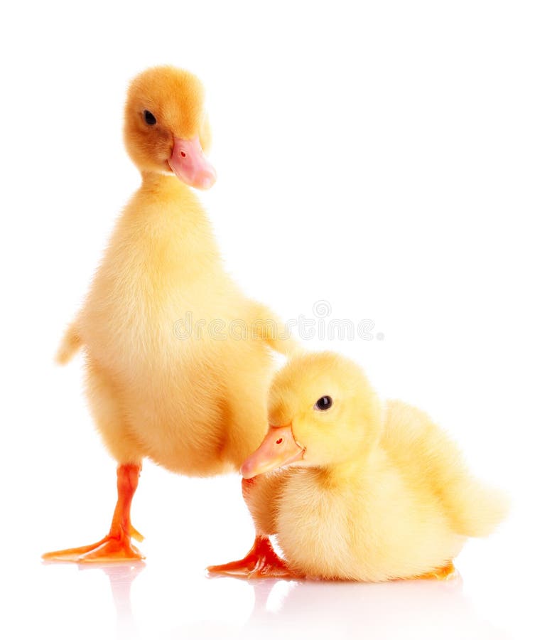Zwei gelbe Enten stockbild. Bild von zwilling, jung, landwirtschaft ...