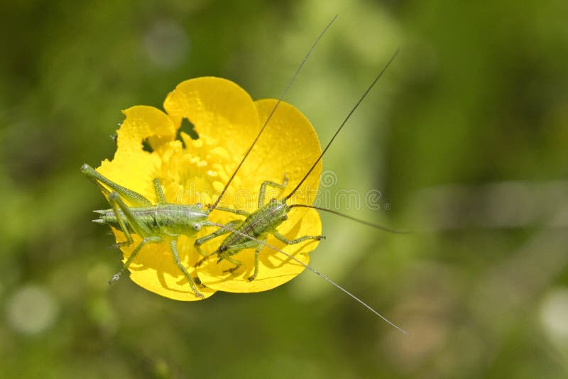 Grüne Grillen stockfoto. Bild von tier, grün, heuschrecke - 59809166
