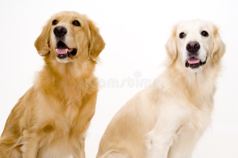 Zwei Hunde stockfoto. Bild von säugetier, gold, hosen - 1121278