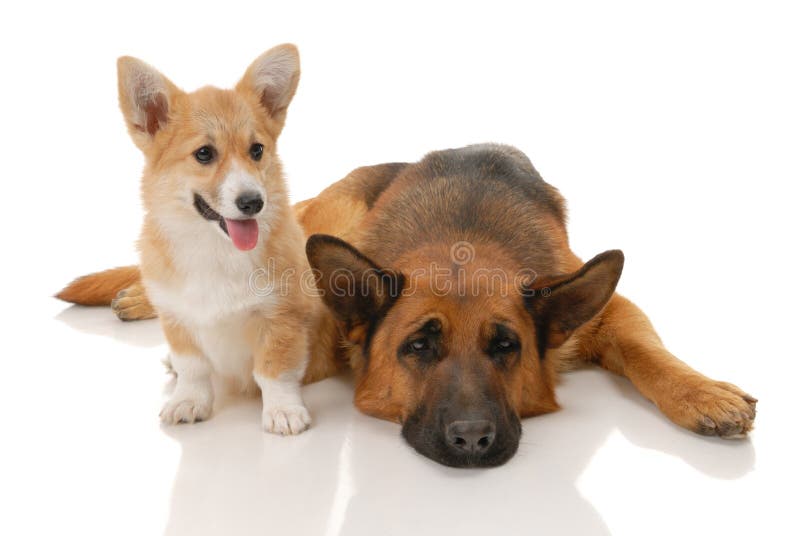 Zwei Hunde in einem Park stockfoto. Bild von hund, porträt - 34425538