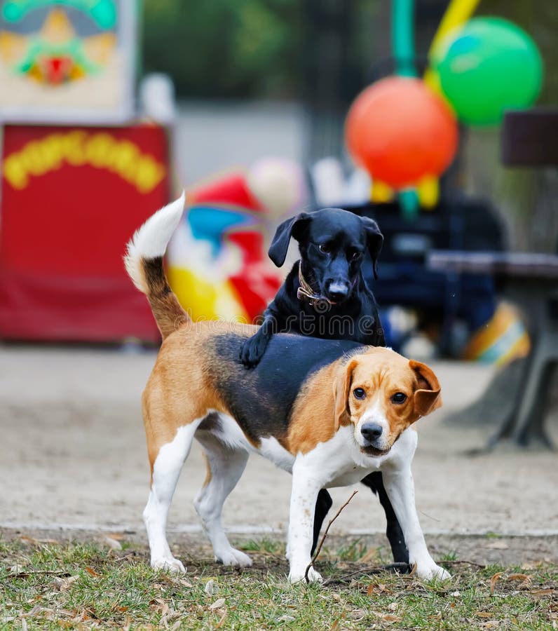 Zwei Hunde stockfoto. Bild von freundschaft, grün, geöffnet - 35920636