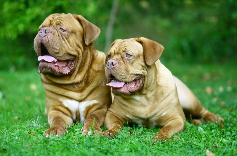 Zwei Hunde stockbild. Bild von fauna, anblick, hund, fokus - 7157609