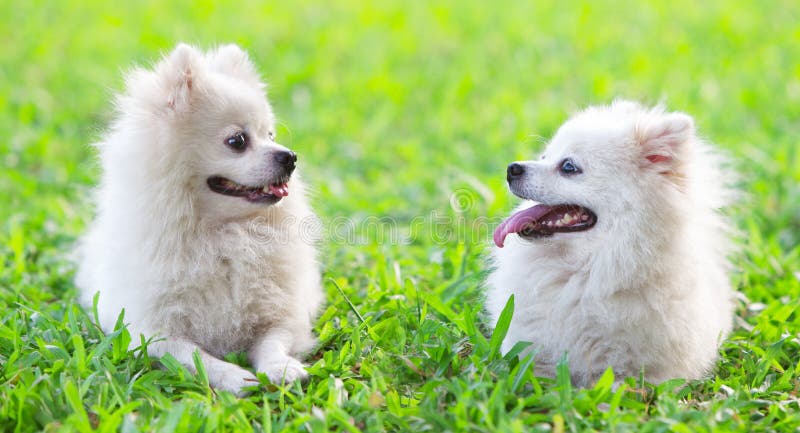 Zwei Hunde, Die Miteinander Anstarren Stockfoto - Bild von bedingung ...