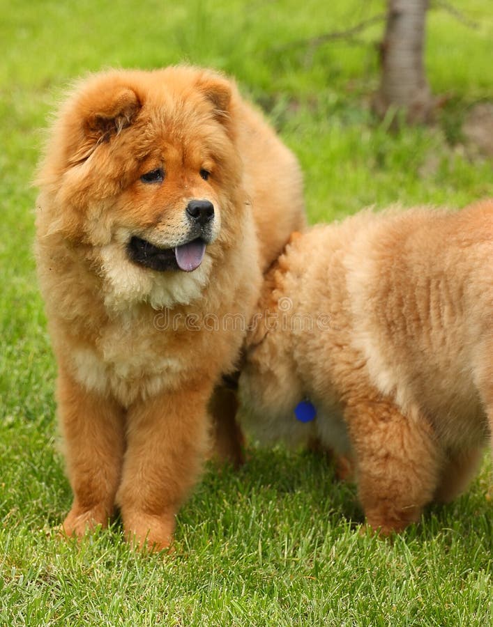 Zwei Hunde in einem Park stockfoto. Bild von hund, porträt - 34425538