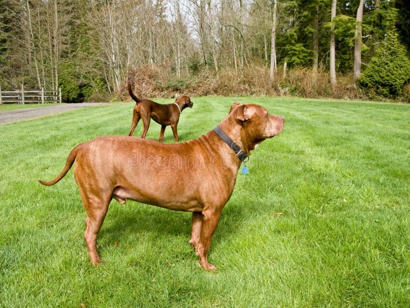 Zwei Hunde im Yard stockfoto. Bild von zwei, grube, hund - 4608894