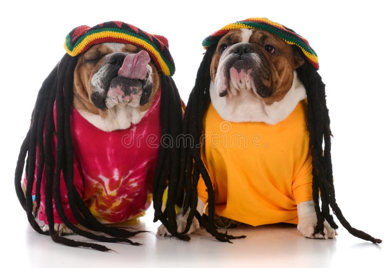 Zwei Hunde mit Dreadlock stockfoto. Bild von dreadlocks - 106978536