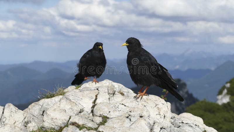 Zwei Jackdaws Corvus Monedula in Den Bergen Stockbild - Bild von dohle ...