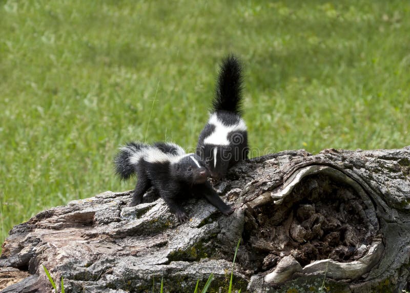 Baby-Stinktiere in Folge in Den Wildflowers Stockbild - Bild von ...