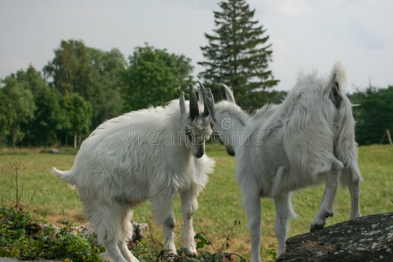 Zwei junge Ziegen stockbild. Bild von ziegen, nave, lettland - 94323727