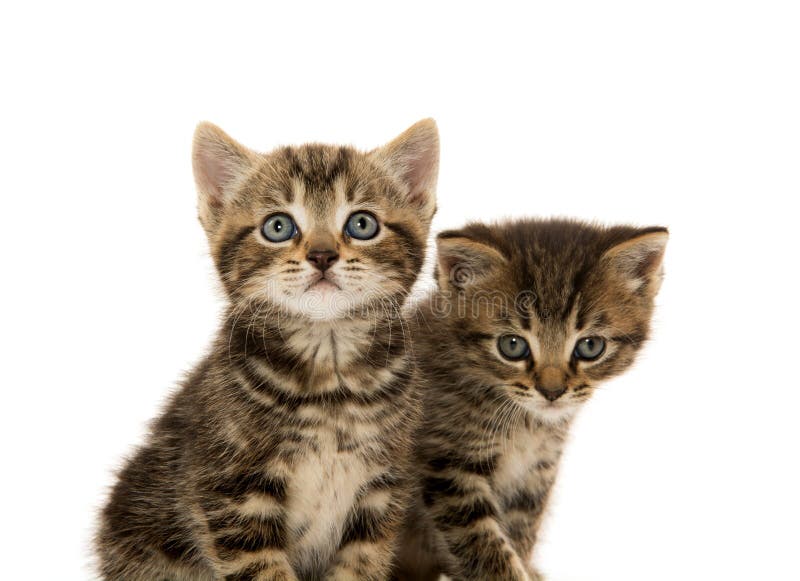 Zwei Kätzchen Der Getigerten Katze Stockfoto - Bild von katze, nett ...