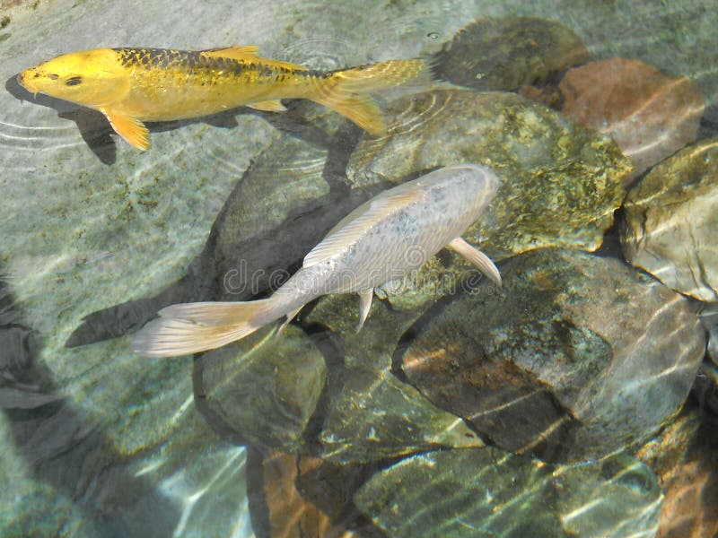 Japanischer Karpfen Nishikigoi, Der Unter Wasser Schwimmt Stockfoto ...