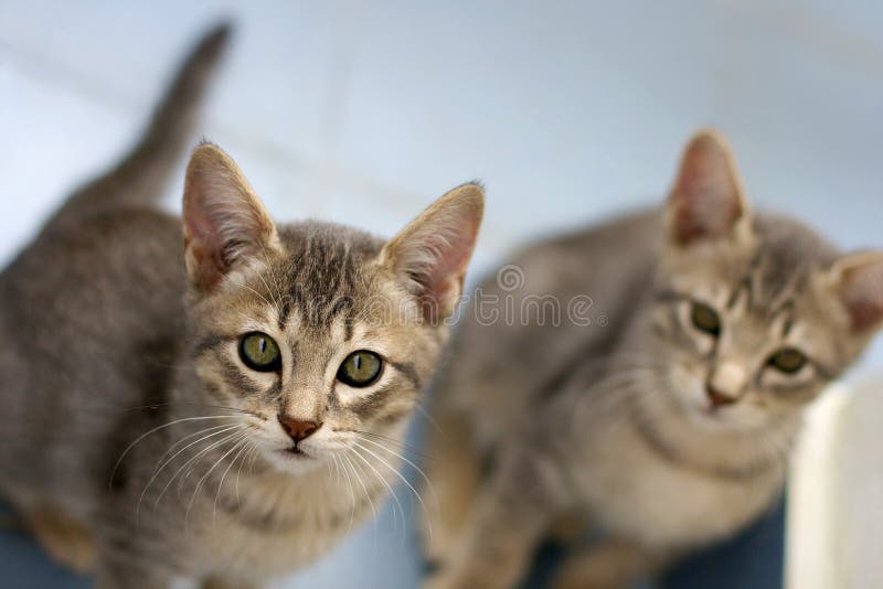 Zwei Katzen stockfoto. Bild von säugetier, bedingung - 21956912