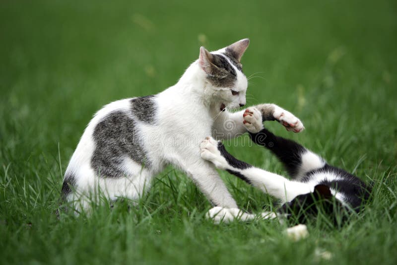 Zwei Spielende Katzen Auf Dem Gras Stockfoto - Bild von gras, jung: 9772454