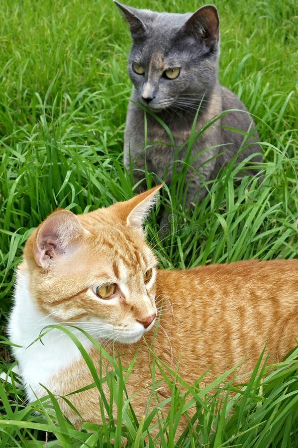 Zwei Katzen stockbild. Bild von grün, gras, zwei, katzen - 88142573