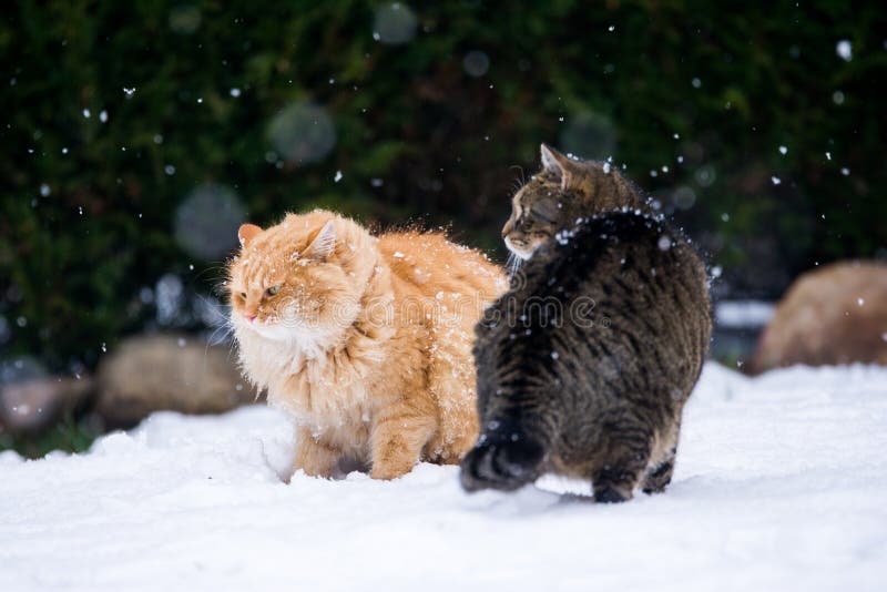Zwei Katzen, Die Auf Dem Garten Kämpfen Stockbild - Bild von gefahr ...