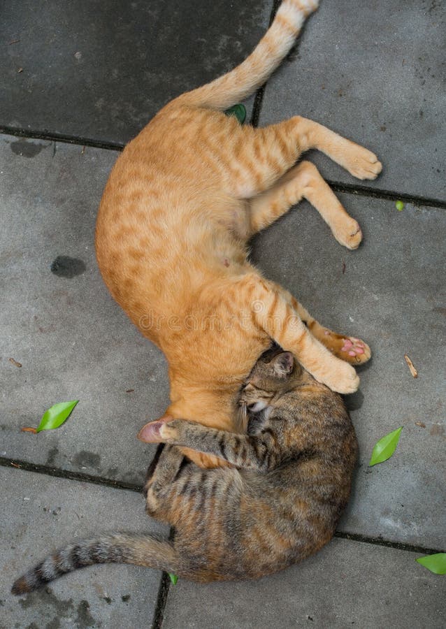 Zwei Katzen, Die Auf Dem Garten Kämpfen Stockbild - Bild von nett ...