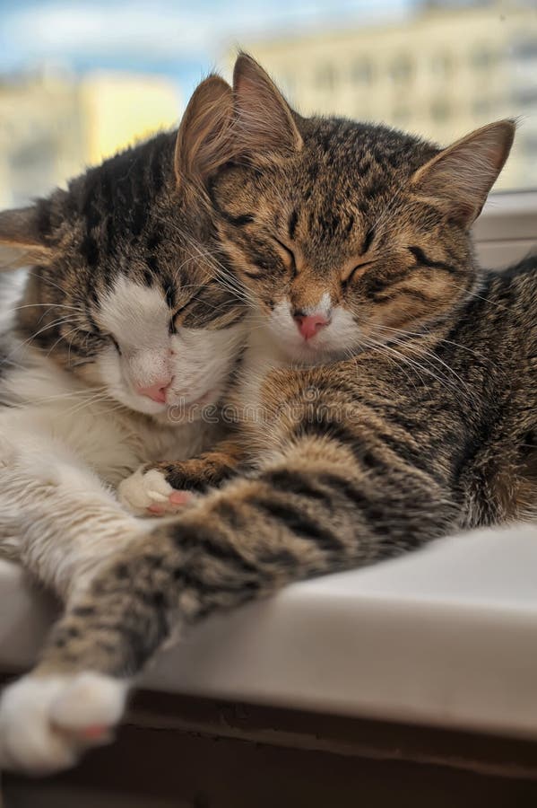 Zwei Katzen zusammen stockbild. Bild von domestiziert - 36211399