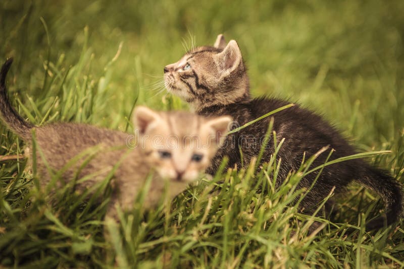 Babykatzen, Die Im Gras Spielen Stockfoto - Bild von schätzchen ...
