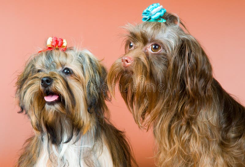 Zwei Lap-dogs im Studio stockfoto. Bild von tier, gesicht - 10683406