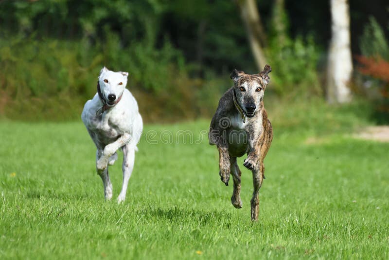 816 Windhunde Fotos - Kostenlose und Royalty-Free Stock-Fotos von ...