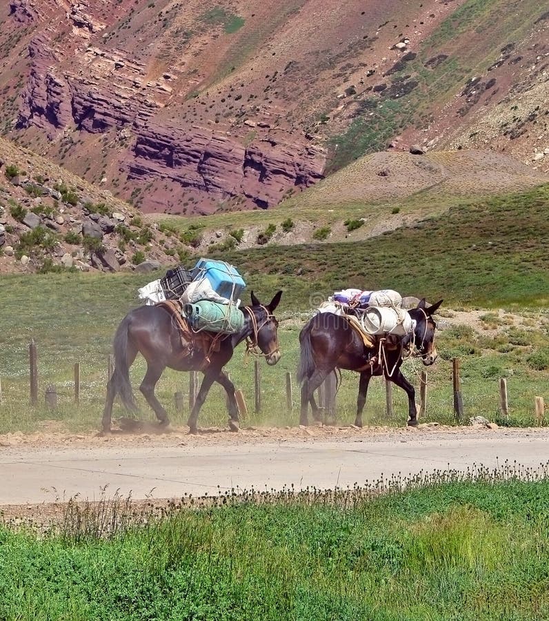 Zwei Maultiere stockbild. Bild von berg, schön, gruppe - 13475525
