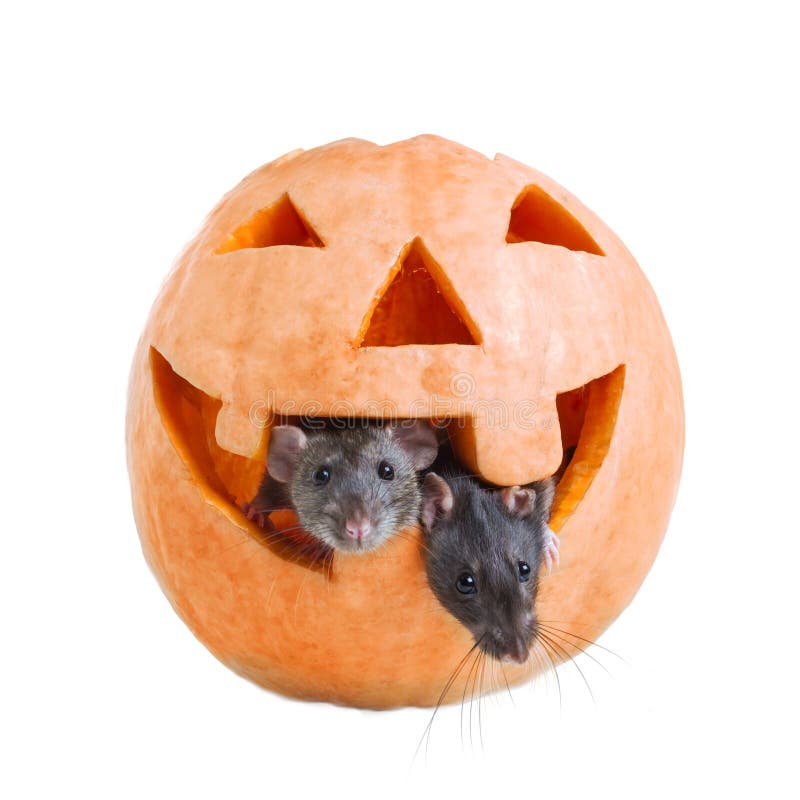 Zwei Maus Und Kürbis Halloween Stockfoto - Bild von herbst, grausigkeit ...