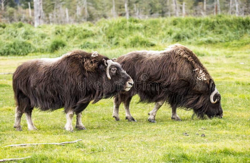 Moschus-Ochsenpaare Fighting, Norwegen Stockfoto - Bild von winter ...