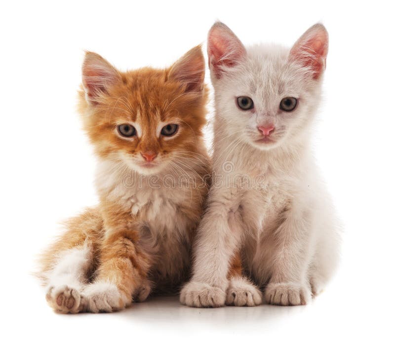 Zwei rote Katzen stockbild. Bild von jung, verhältnis - 97884829