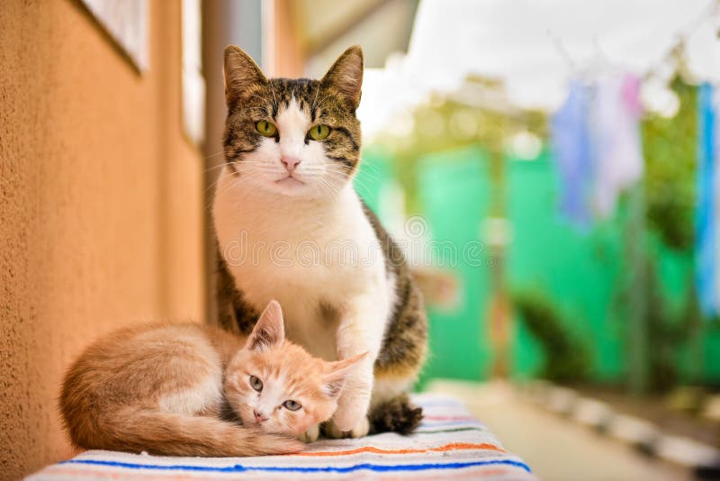 Zwei Katzen, Die Auf Der Wand Sitzen Stockbild - Bild von katzenartig ...