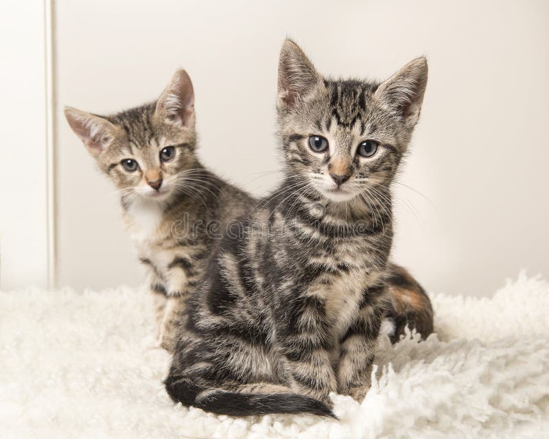 Zwei Nette Babykatzen Der Getigerten Katze, Die Hinter Einander Auf ... Zwei Nette Babykatzen Der Getigerten Katze, Die Hinter Einander Auf ...