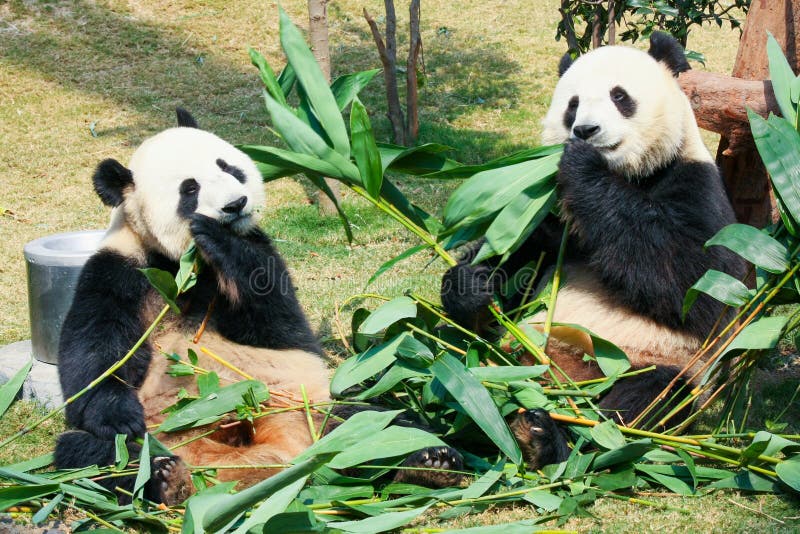 Zwei Pandas, Die Bambus Essen Stockfoto - Bild von essen, pandas: 53499586