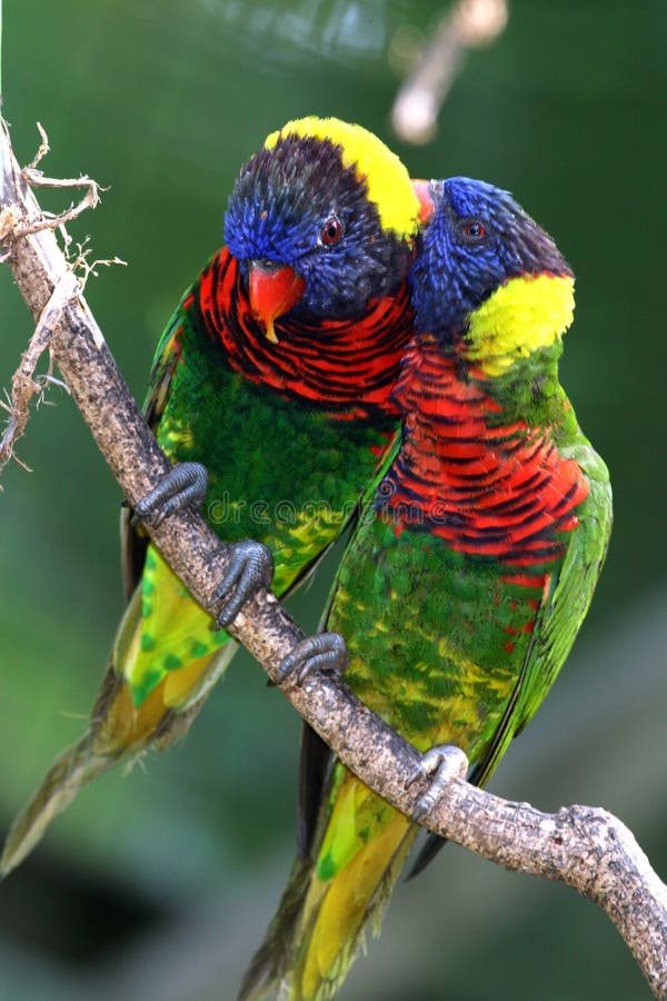 Zwei Papageien stockfoto. Bild von konserviert, küchen - 11129562