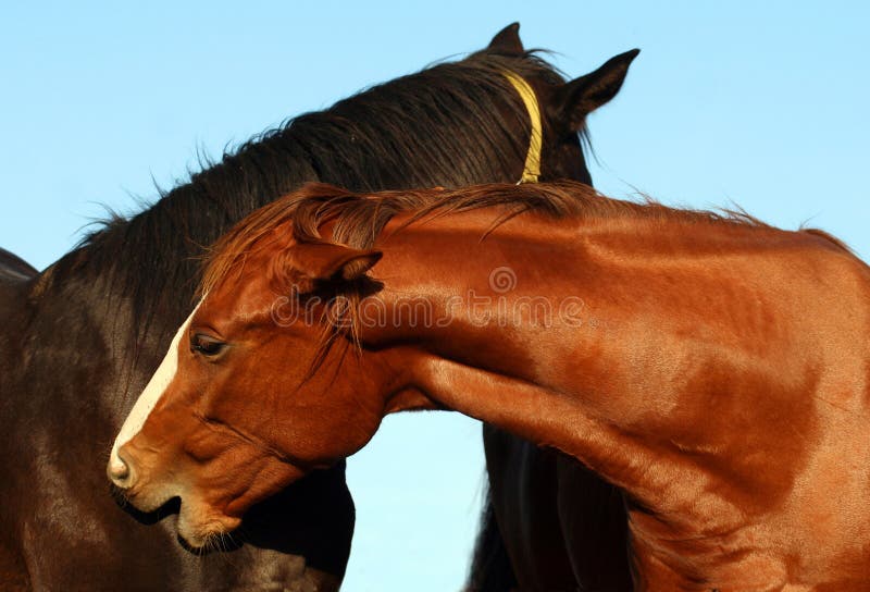 Zwei Pferde stockbild. Bild von porträt, paare, stute - 1560183