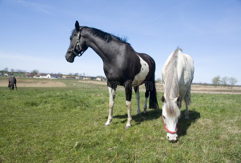 Zwei Pferde Auf Einem Gebiet Stockbild - Bild von grün, sepia: 28155467