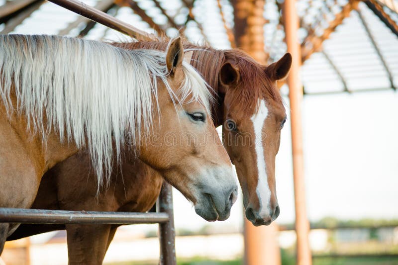 Zwei In Verbindung Stehende Pferde Stockbild - Bild von stallion, liebe ...